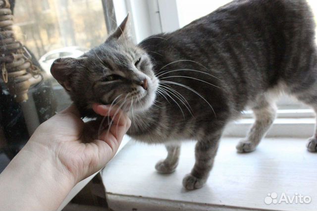 Очень ласковая кошечка пепельного окраса