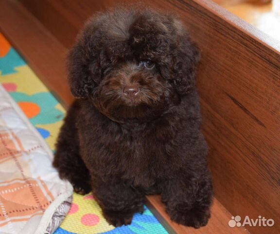 Той пудель шоколад