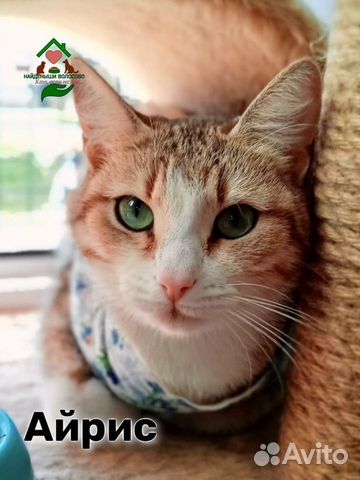 Котёнок. Кошка 7 мес