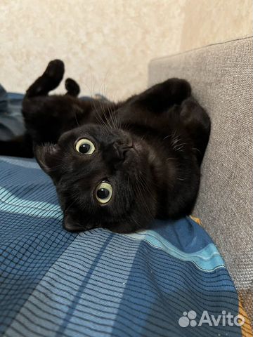 Кот ждет кошек на вязку