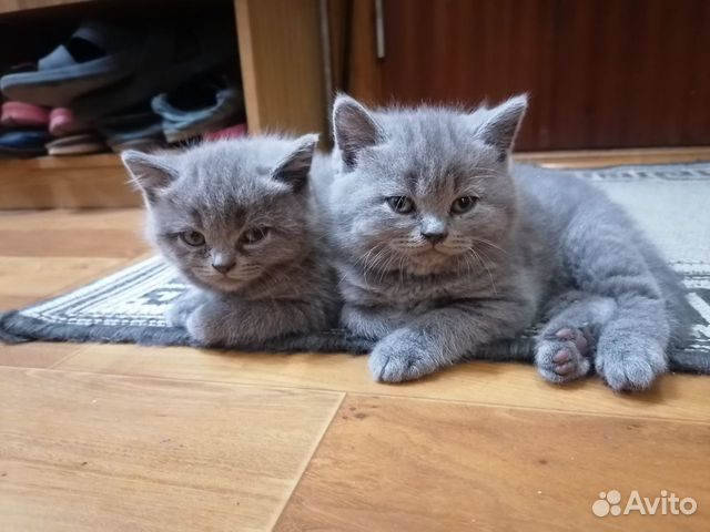 Продам шотландских котят