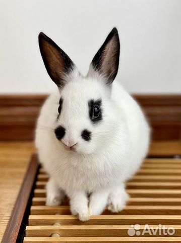 Мини Кролик