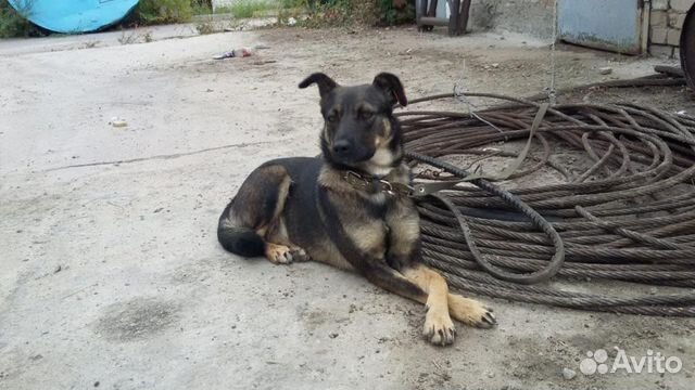 Собака