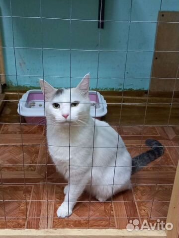 Кастрированный котик в приюте