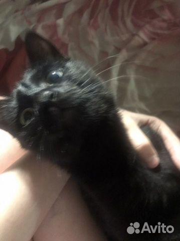 Кошка