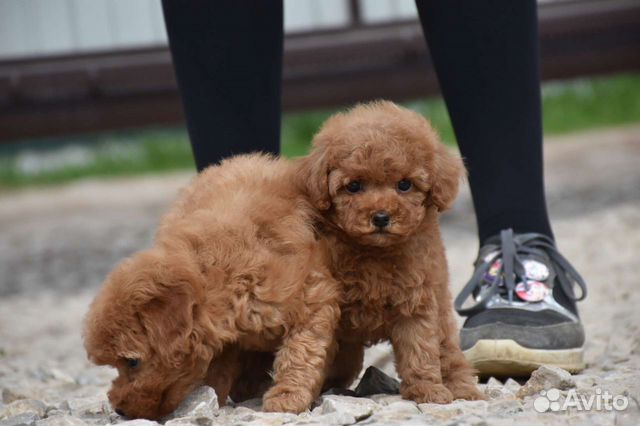 Расписные малыши