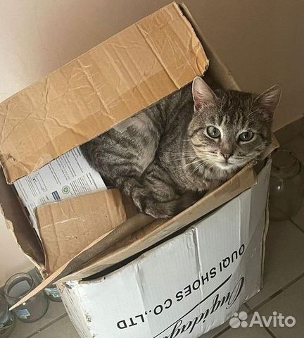 Ненужный хозяевам лапушка-котенок