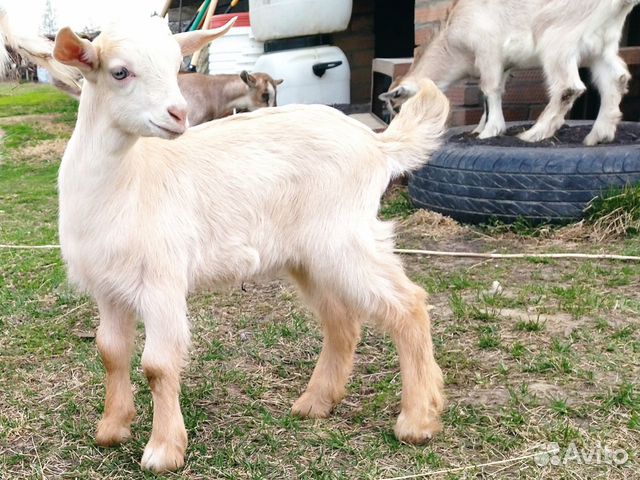 Козлик "Царëк"