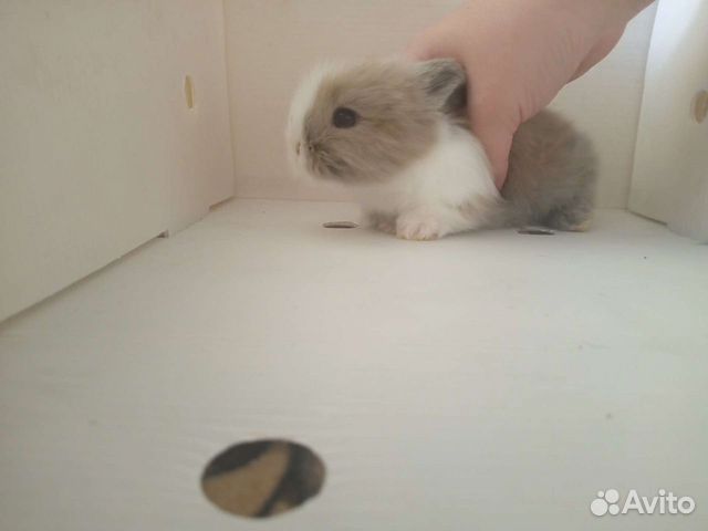 Декоративный крольчонок