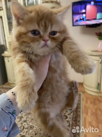 Котенок
