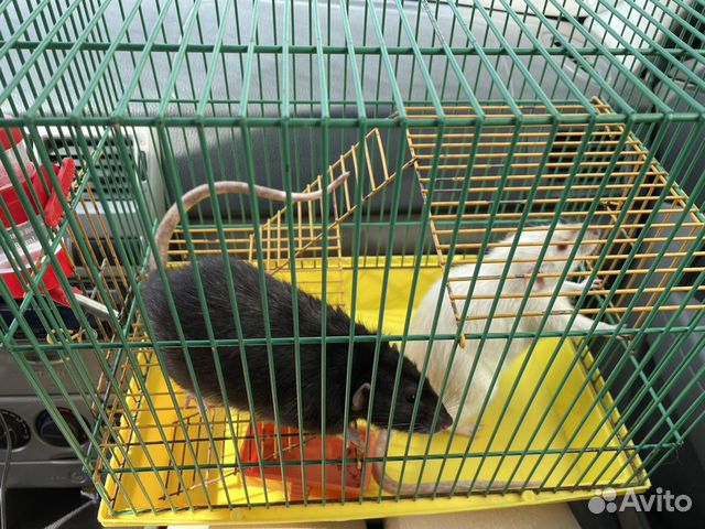 Крыса с клеткой