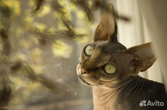 Канадский сфинкс кошка