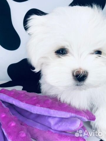 Мальтийская болонка