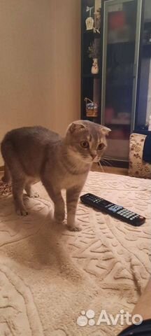 Британский кот на вязку
