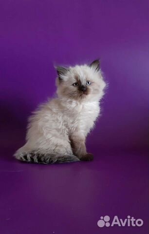 Очаровательные невские маскарадные малыши