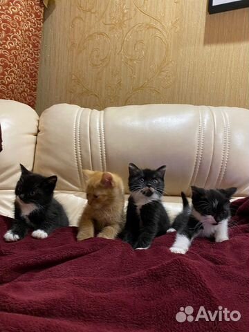 Котята в добрые руки бесплатно