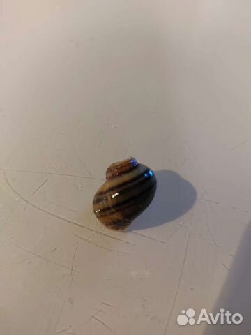 Улитки эльф Списки