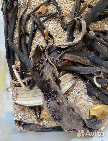 Жук знахарь (целитель)