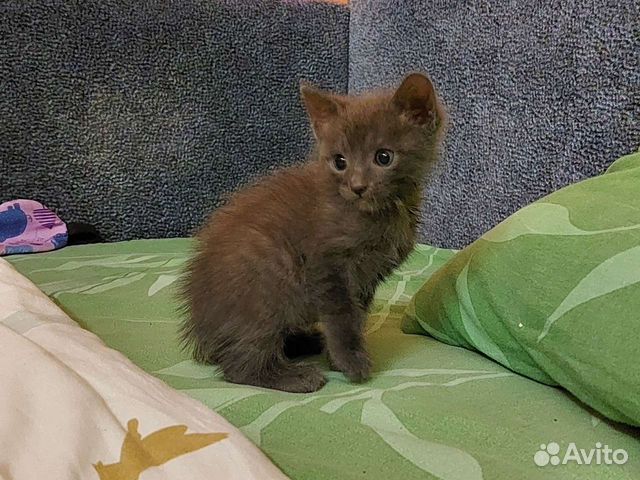 Домашние животные котята