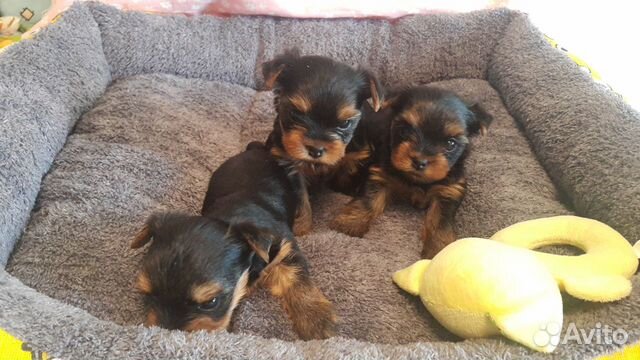 Девочки супер йорка Дасси и Дорри