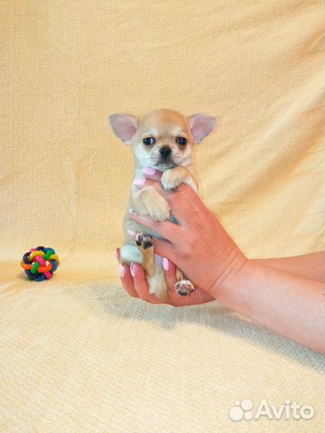Чихуахуа мини щеночки