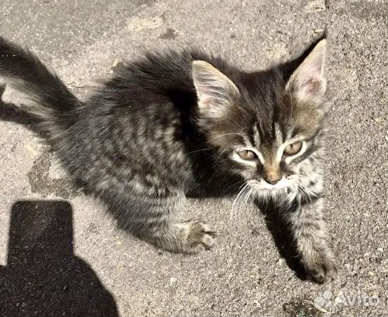 Ручной Котёнок-подкидыш на улице в опасности