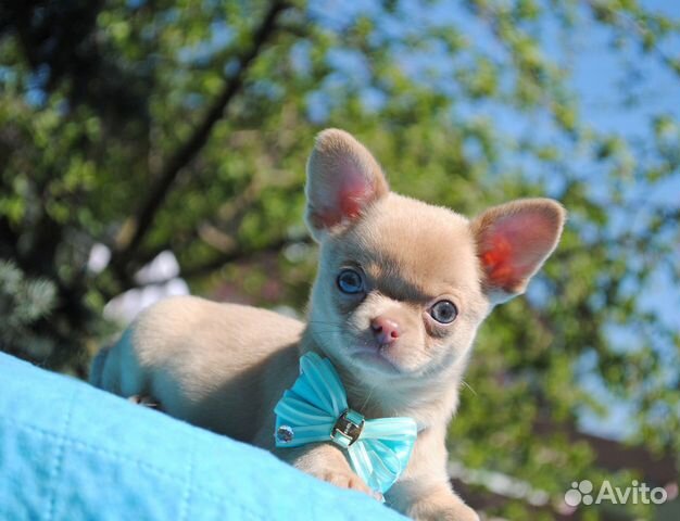 Розовый малыш