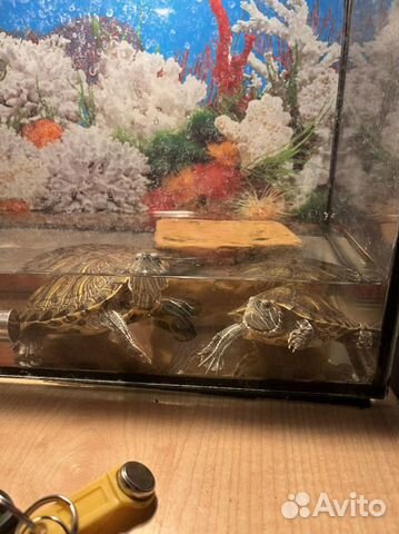 Отдам в хорошее,добрые руки черепашек