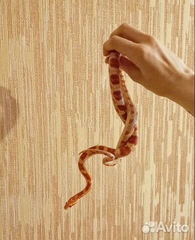 Массовый полоз