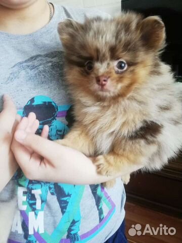 Померанский шпиц мини щенок