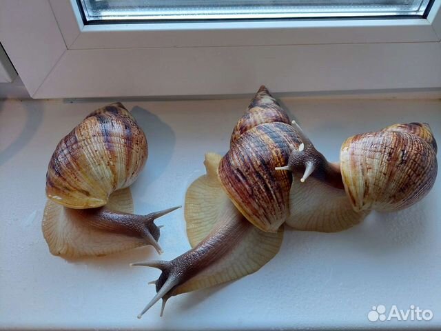 Улитка ахатина ретикулята