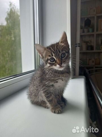 Кошка и котята в дар