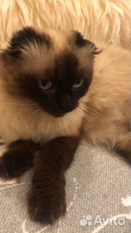 Тайская кошка