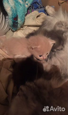 Отдам даром котят