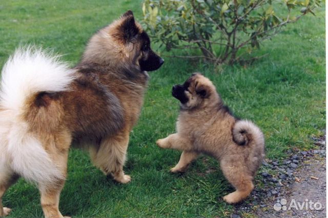 Порода еврозиер - пушистые мишки щенки