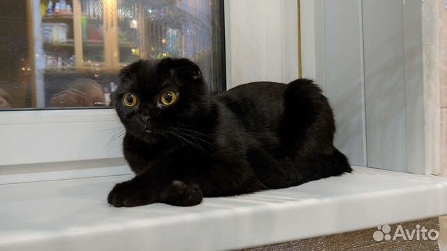 Кошка на вязку