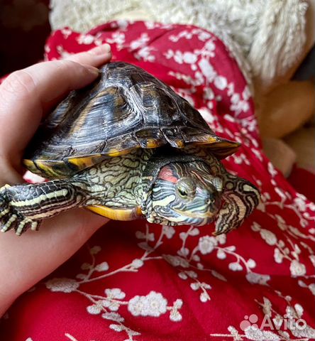 Черепахи красноухие