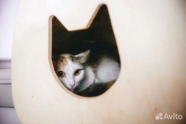 Кошка Агата ищет дом