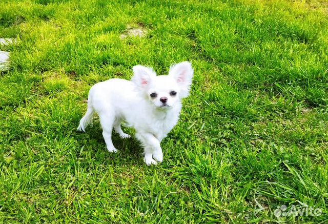 Белый мальчишка чихуахуа