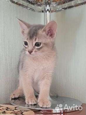 Абиссинские котята