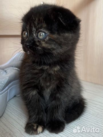 Шотланский котенок девочка