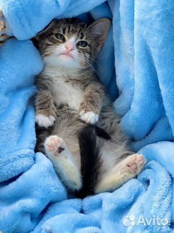 Мимишный котенок в добрые руки