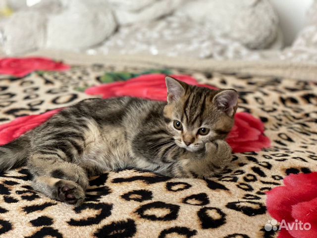 Кошка