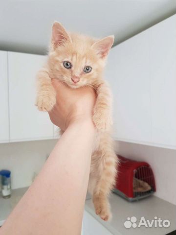 Малыш Русик ищет дом