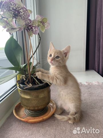 Котенок Перси