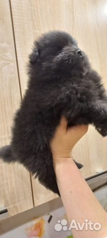 Щеночки шпица