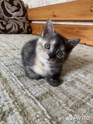 Кошечка, черепашка, 2 мес