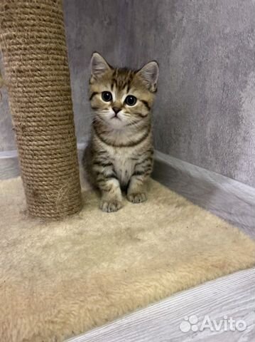 Британские котята