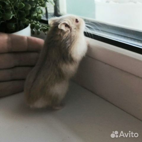 Джунгарский хомяк бесплатно