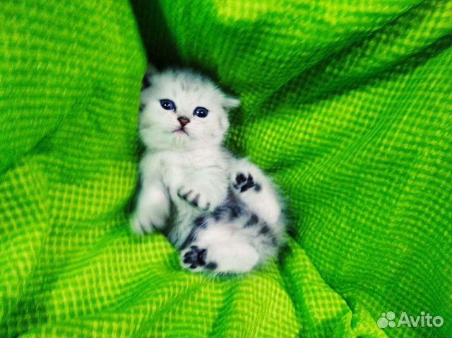 Шотландские котята плюшевые